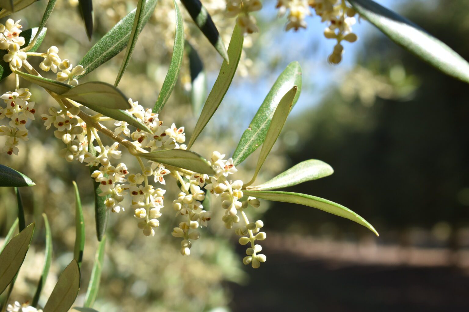Our Process - Cobram Estate